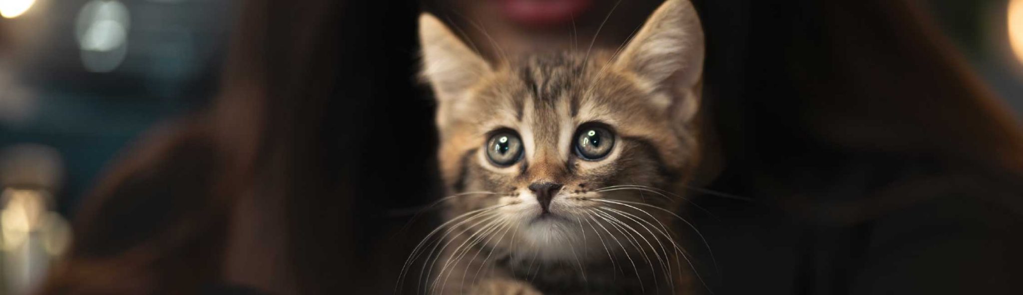 Home - Macquarie Vetz Animal Centre